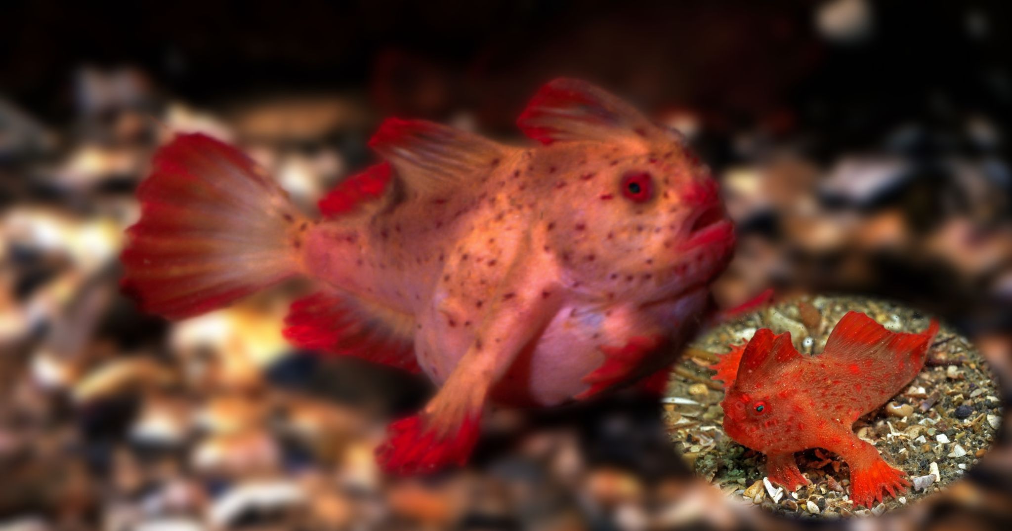 ပင်လယ်ထဲမှာ ရေမကူးပဲနဲ့ လမ်းလျှောက်ပြီး သွားလာကြတဲ့ လက်နီငါးများ Myanmarload