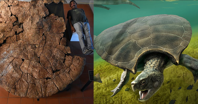 ក្រុមអ្នកស្រាវជ្រាវរកឃើញផូសុីលបុរាណជាច្រើន ដ៏គួរឱ្យភ្ញាក់ផ្អើល ...