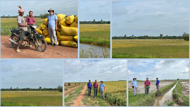 ការបង្កបង្កើនផលស្រូវរដូវវស្សា ខេត្តស្វាយរៀងសម្រេចបានជាង ១សែនហិកតា ...