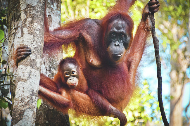 သင်သိပါသလား မျောက်ဝံ ၅၀ ရာခိုင်နှုန်းက သစ်ပင်ပေါ်ကပြုတ်ကျတဲ့ ဒဏ်ကြောင့် အရိုးတွေ ကျိုးကြေနေတယ