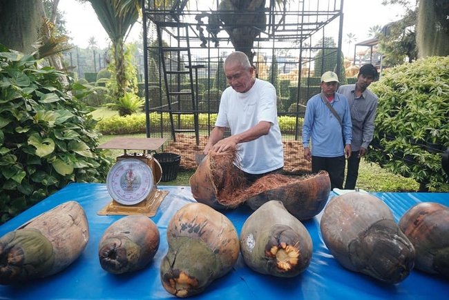 ပတ္တရားမြို့ နွန်နုဥယျာဉ်က ထုတ်ပြခဲ့တဲ့ ဘတ် ၁ သိန်းတန် ဖင်ပုံသဏ္ဍာန် ပင