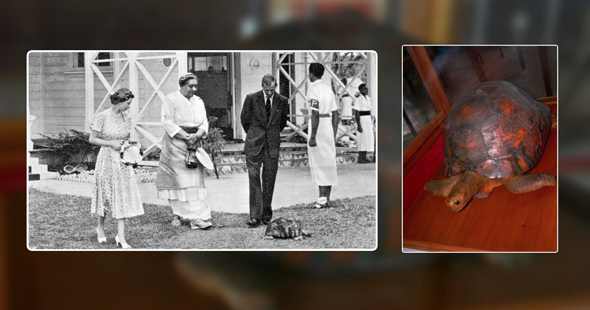 နှစ်ပေါင်း ၁၈၈ နှစ်ကျော် နေထိုင်ခဲ့ဖူးတဲ့ ကမ္ဘာ့အသက်အကြီးဆုံး လိပ်မကြီး