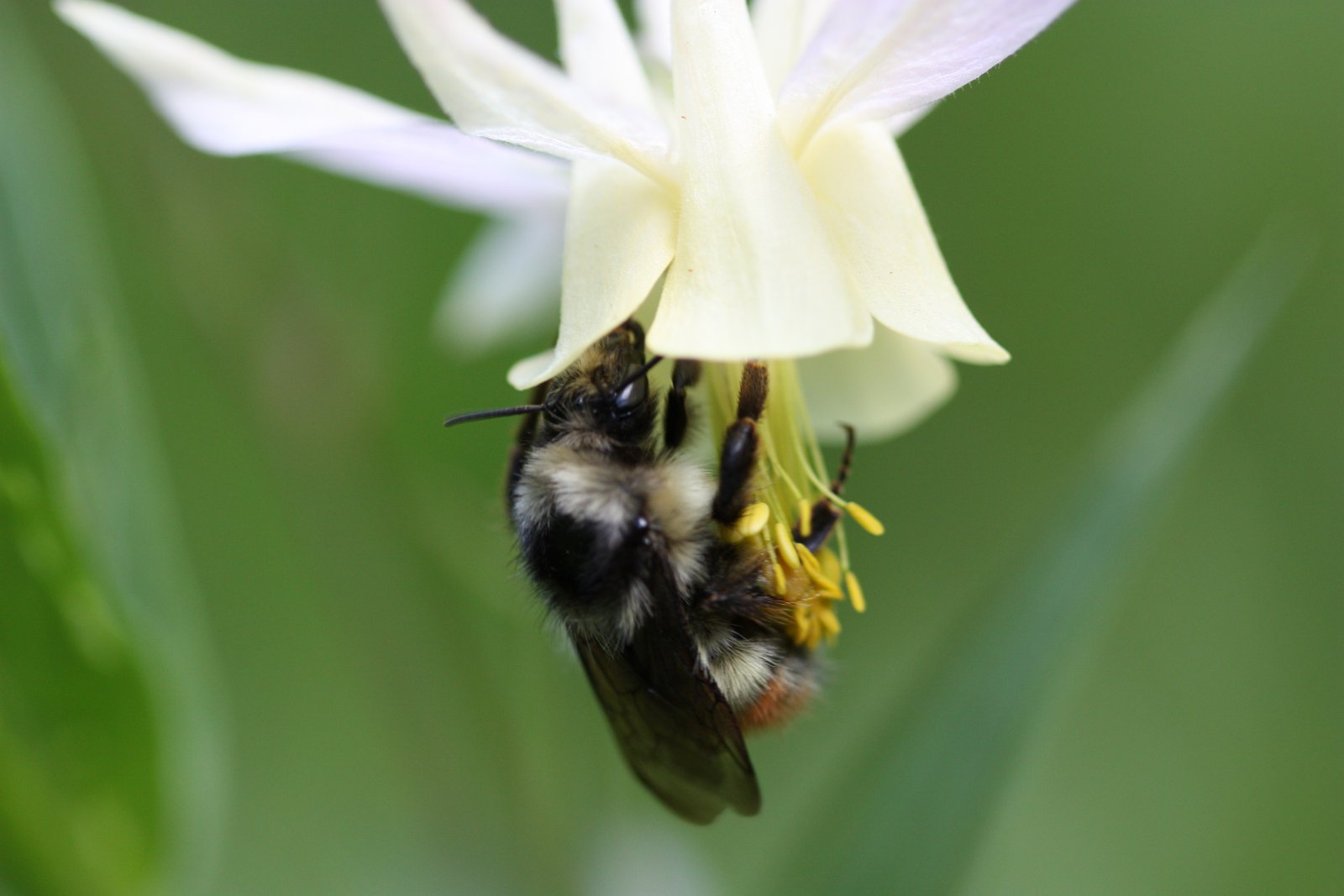 ကမ္ဘာအမြင့်ဆုံး ဧဝရတ်တောင်ရဲ့ အမြင့်‌ကိုတောင်ကျော်ပြီး ပျံသန်းနိုင်တဲ့ ...